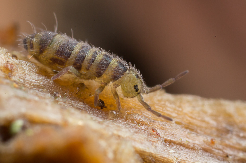 Réf. 246389 — ENTOGNATHA > Collembola > Isotomidae > Isotomurus ...