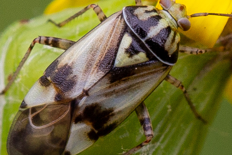 Réf. 246206 — INSECTA > Heteroptera > Miridae > Lygus pratensis - www ...