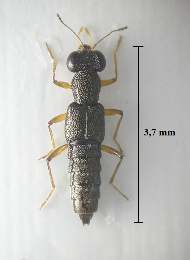 Réf. 246900 — INSECTA > Coleoptera > Staphylinidae > Stenus (Hemistenus ...