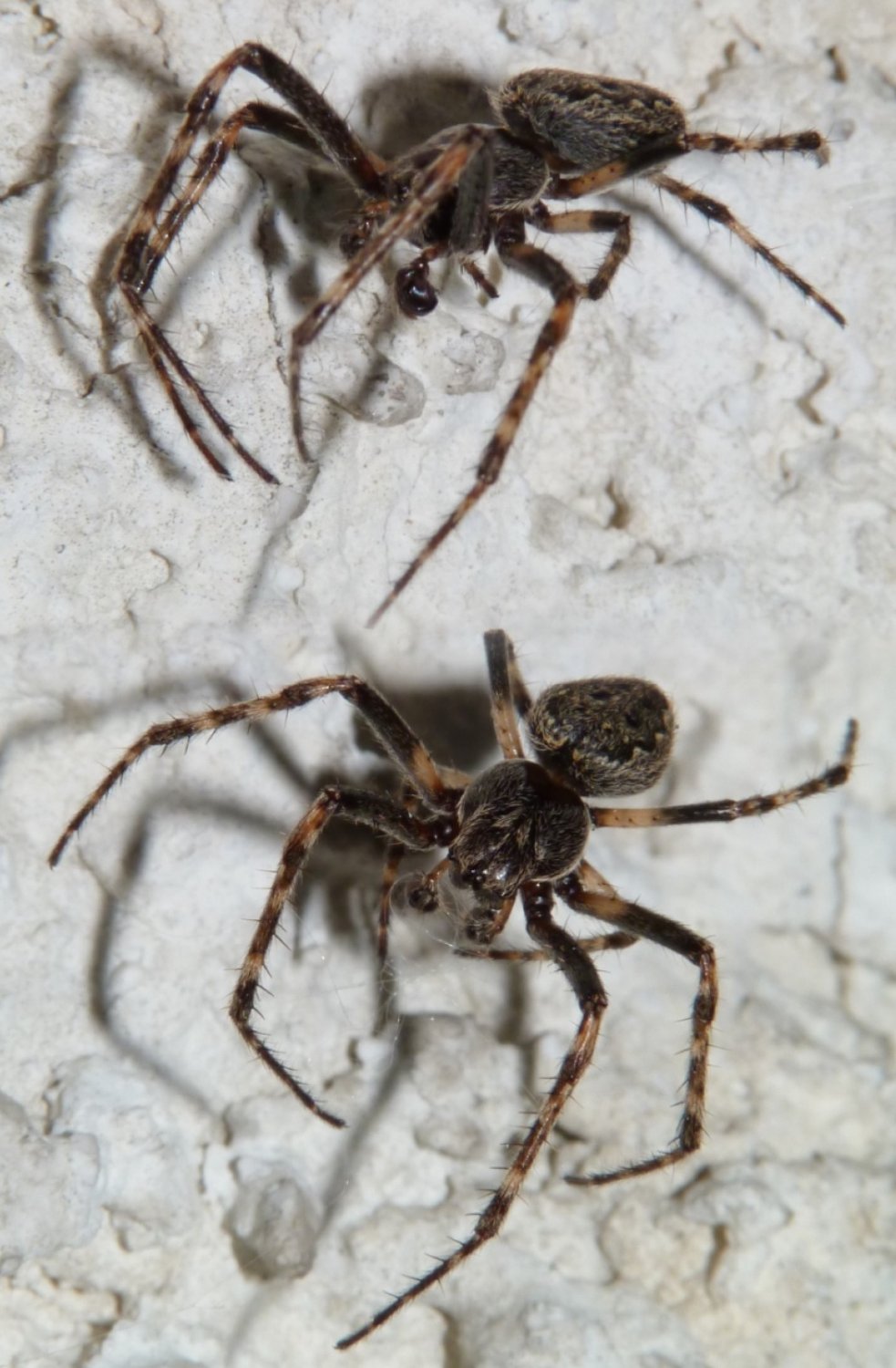 Réf. 248168 — ARACHNIDA > Araneae > Araneidae > Nuctenea umbratica ...