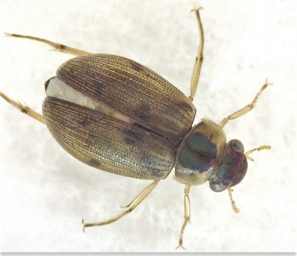 Réf. 248654 — INSECTA > Coleoptera > Hydrophilidae > Berosus (Berosus ...