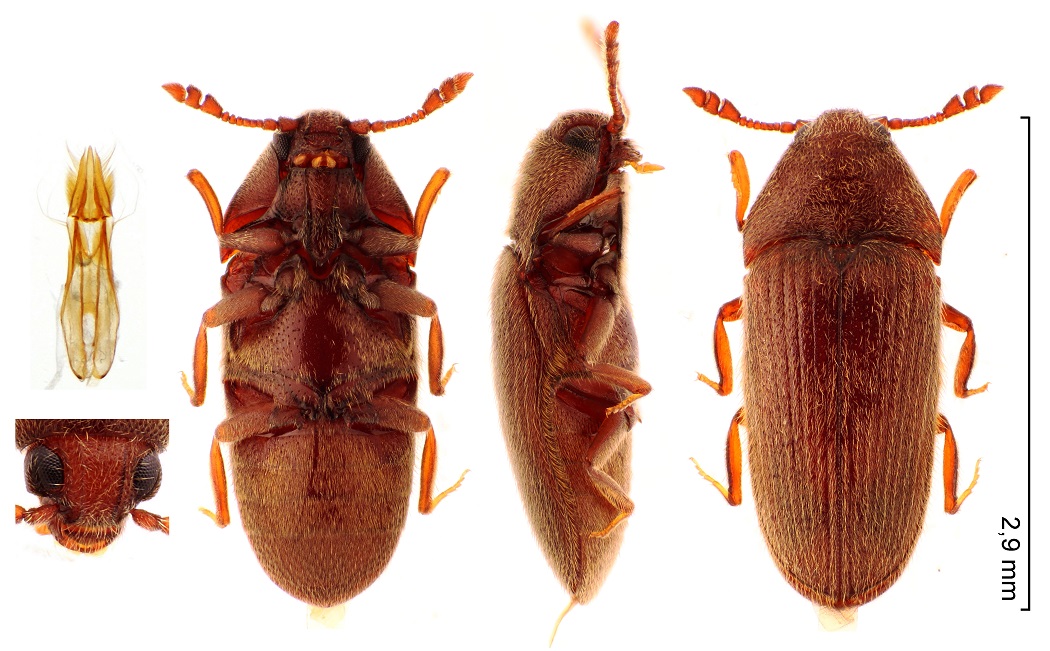 Réf. 249256 — INSECTA > Coleoptera > Throscidae > Trixagus leseigneuri ...