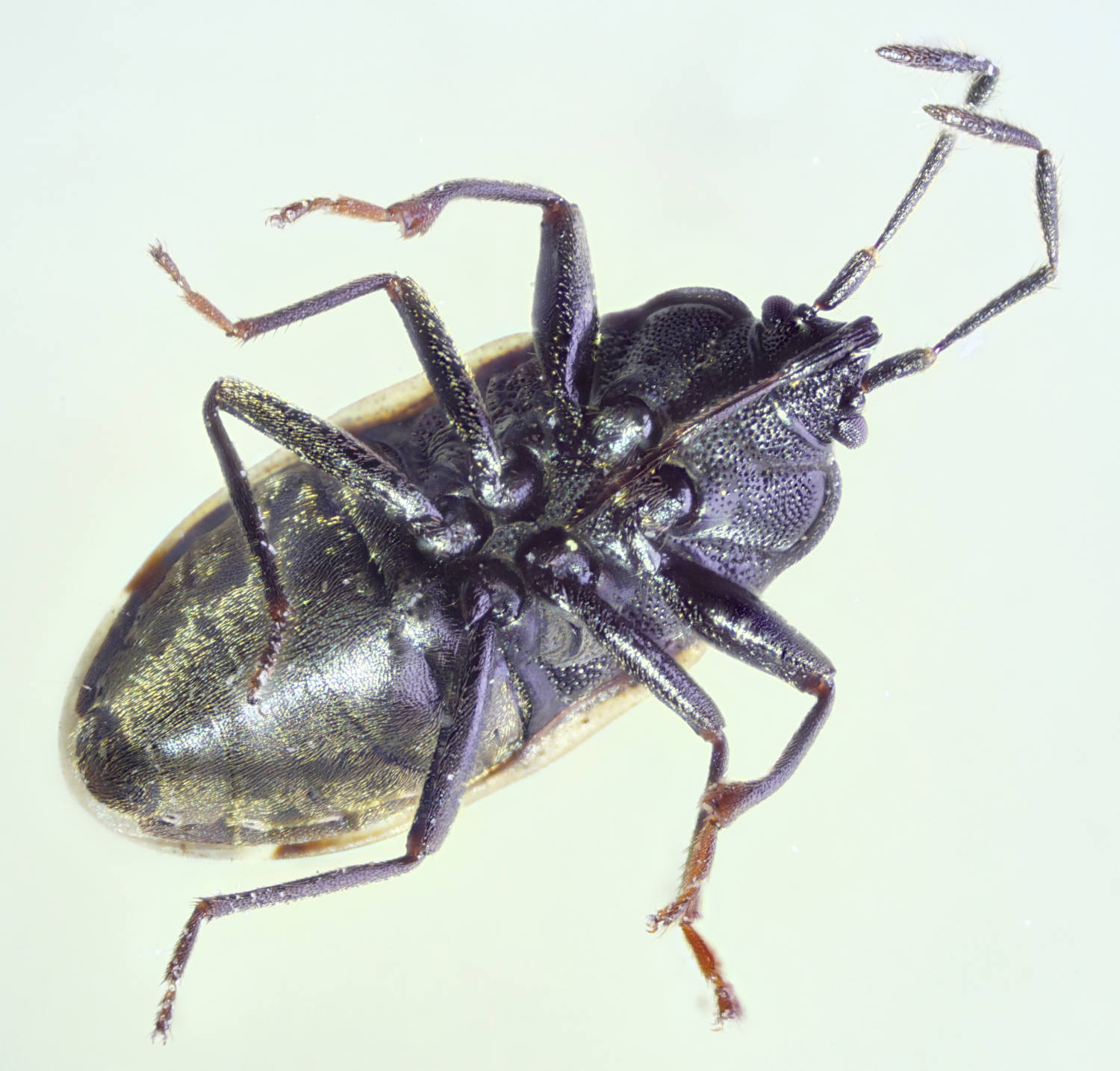 Réf. 249940 — INSECTA > Heteroptera > Rhyparochromidae > Drymus ...