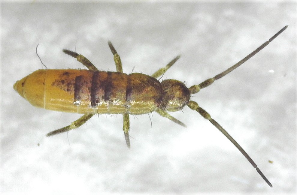 Réf. 249877 — ENTOGNATHA > Collembola > Tomoceridae > Tomocerus minor ...