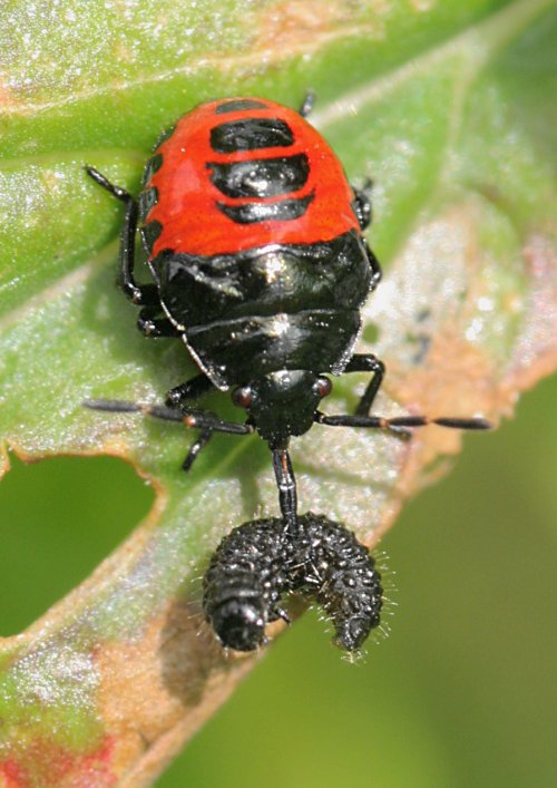 Réf. 25374 — INSECTA > Heteroptera > Pentatomidae > Zicrona caerulea ...