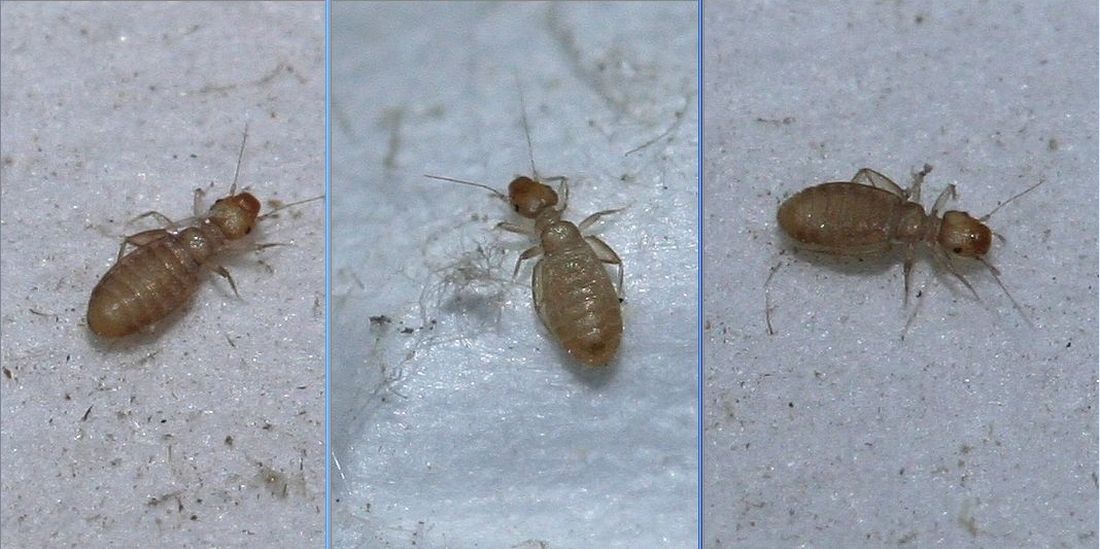 Réf. 25312 — INSECTA > Psocoptera > Liposcelididae > Liposcelis sp ...