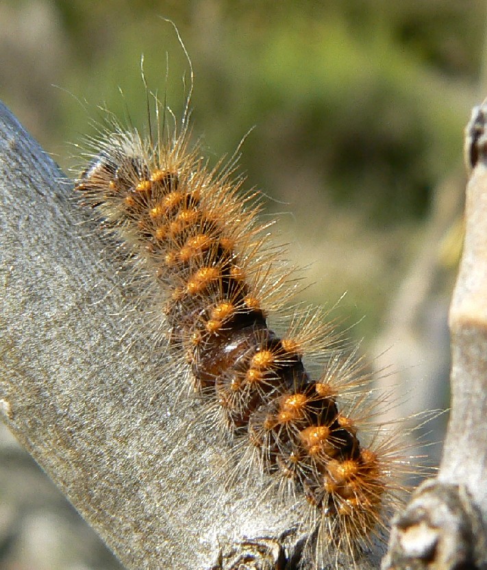 Réf. 25194 — INSECTA > Lepidoptera > Noctuidae > Acronicta (Viminia ...