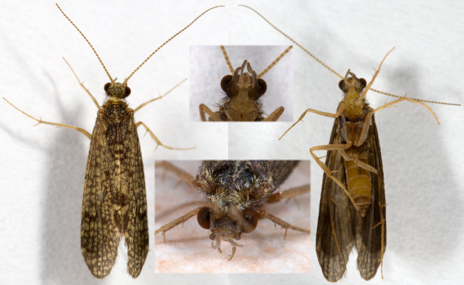 Réf. 252770 — INSECTA > Trichoptera > Ecnomidae > Ecnomus tenellus ...