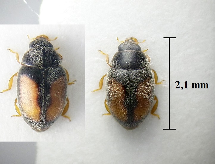 Réf. 252663 — INSECTA > Coleoptera > Coccinellidae > Nephus (Nephus ...