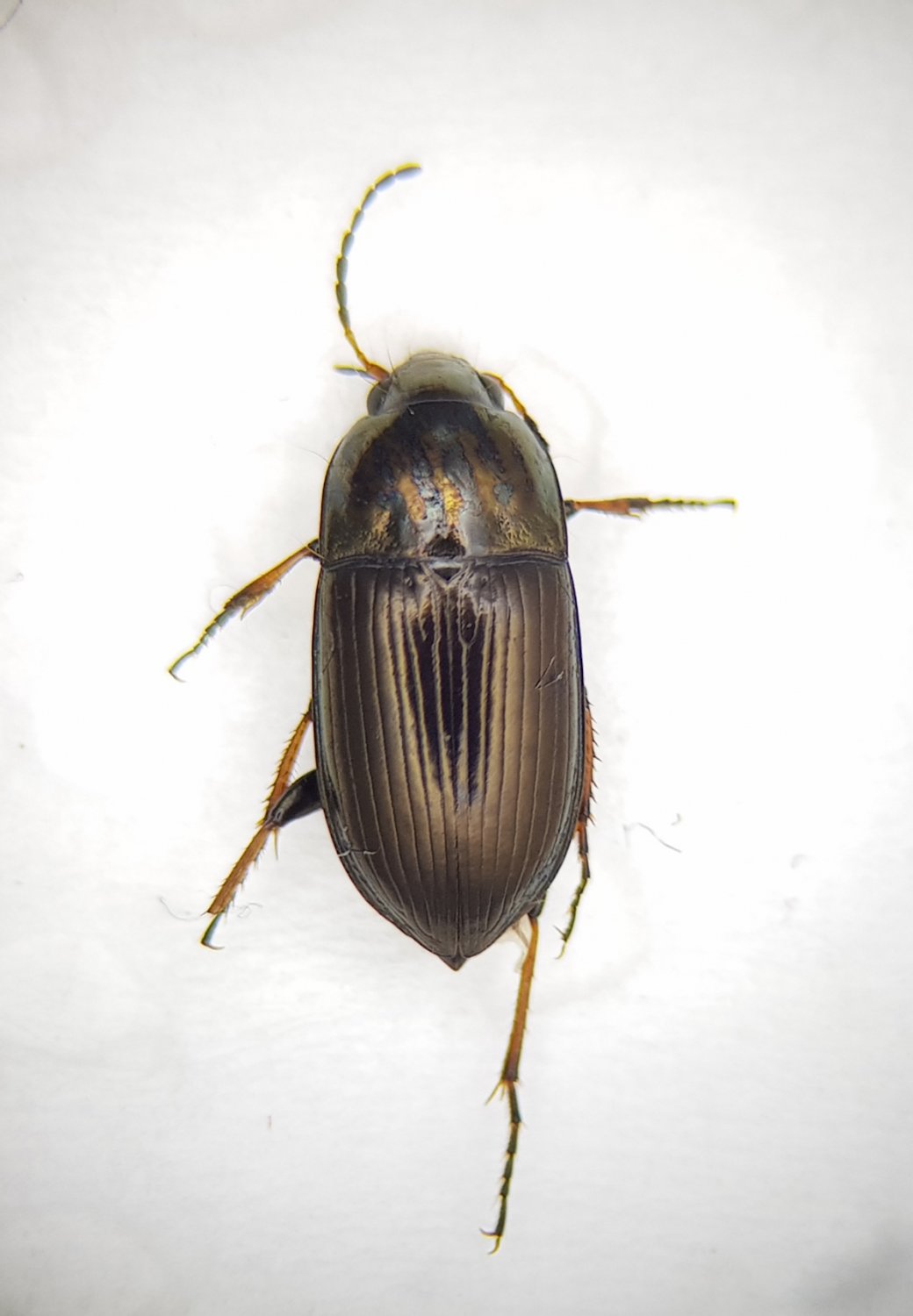 Réf. 253551 — INSECTA > Coleoptera > Carabidae > Amara (Zezea) plebeja ...