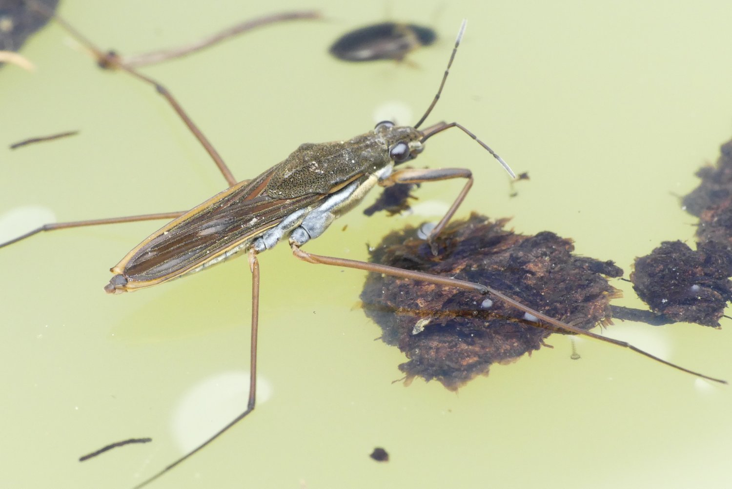 Réf. 253880 — INSECTA > Heteroptera > Gerridae > Gerris (Gerris ...