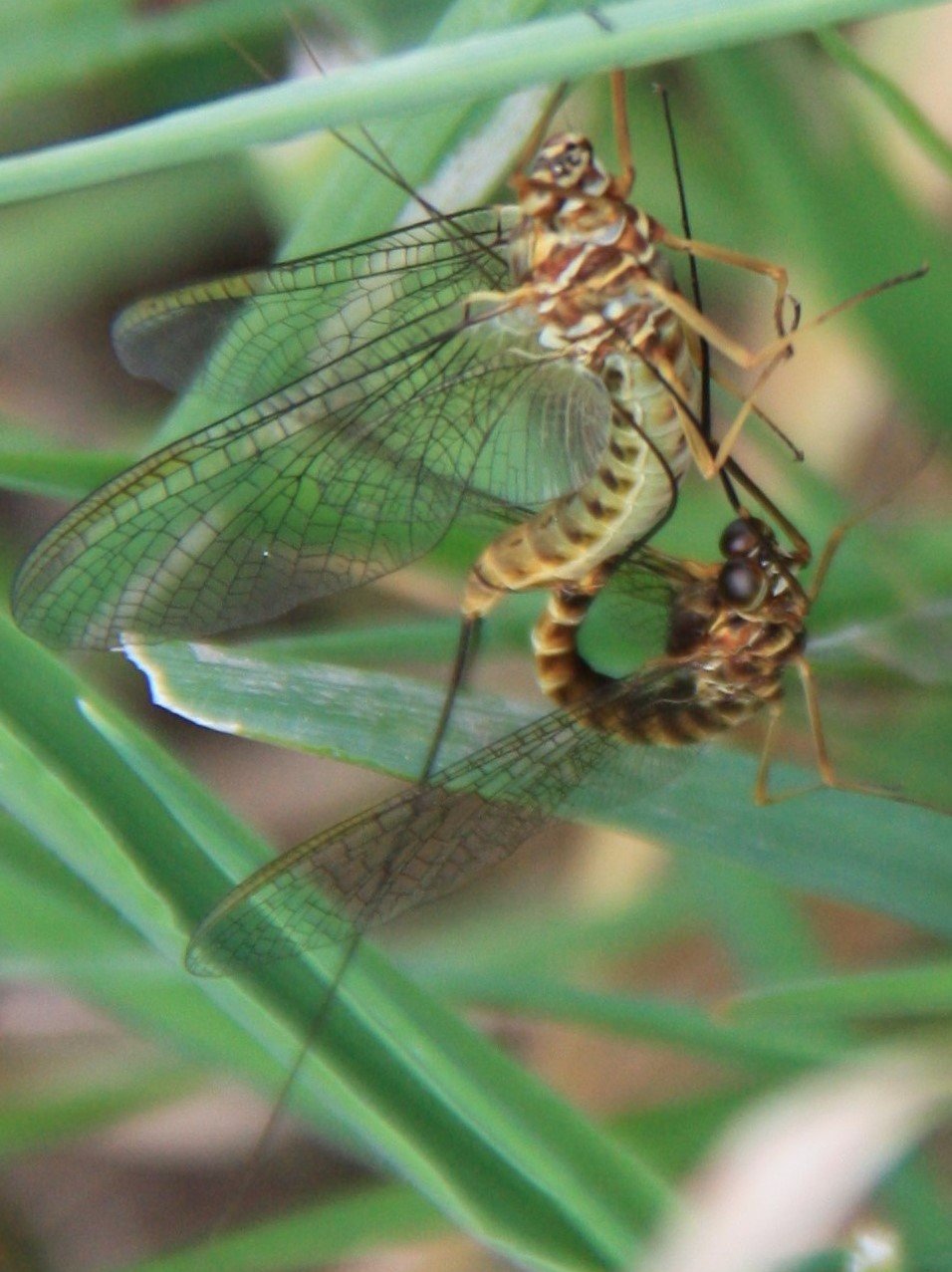 Réf. 253751 — INSECTA > Ephemeroptera > Siphlonuridae > Siphlonurus ...