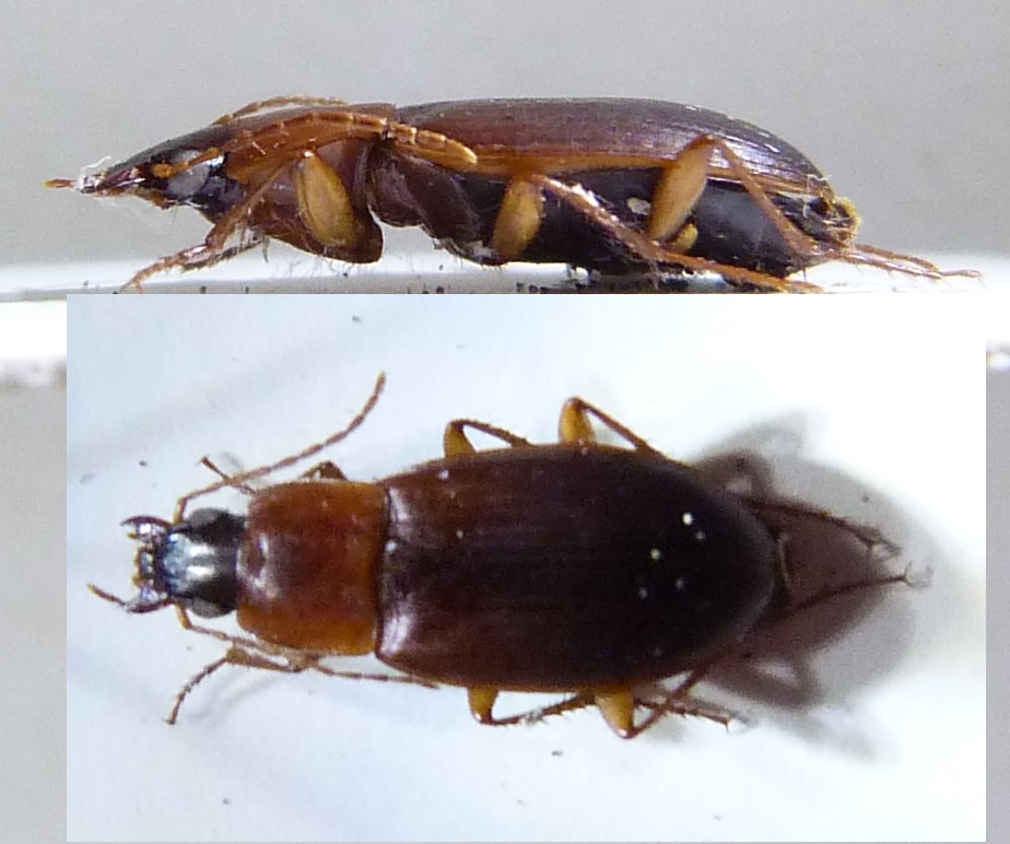 Réf. 255497 — INSECTA > Coleoptera > Carabidae > Calathus (Neocalathus ...