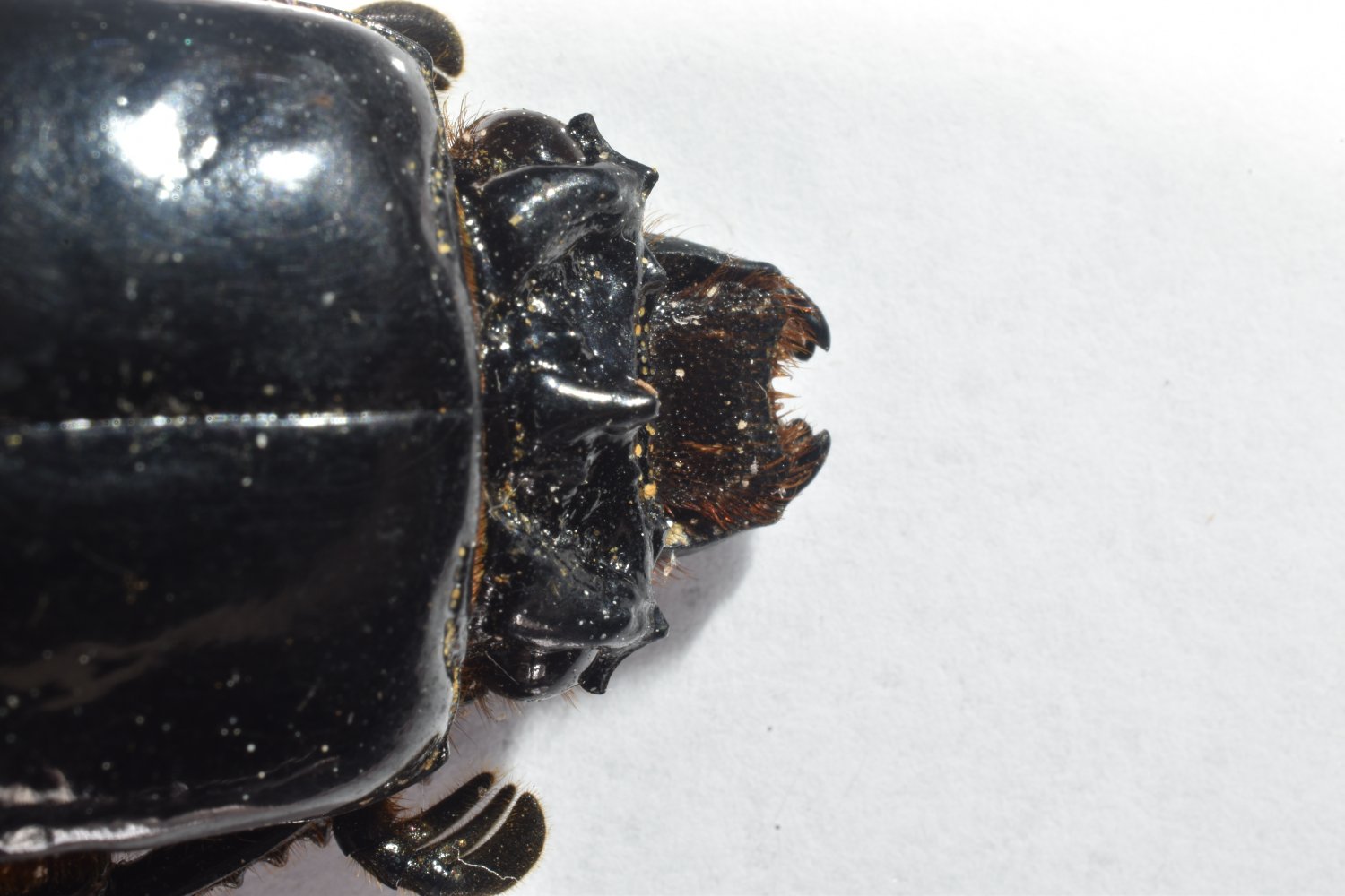 Réf. 255094 — INSECTA > Coleoptera > Passalidae > Passalus (Passalus ...