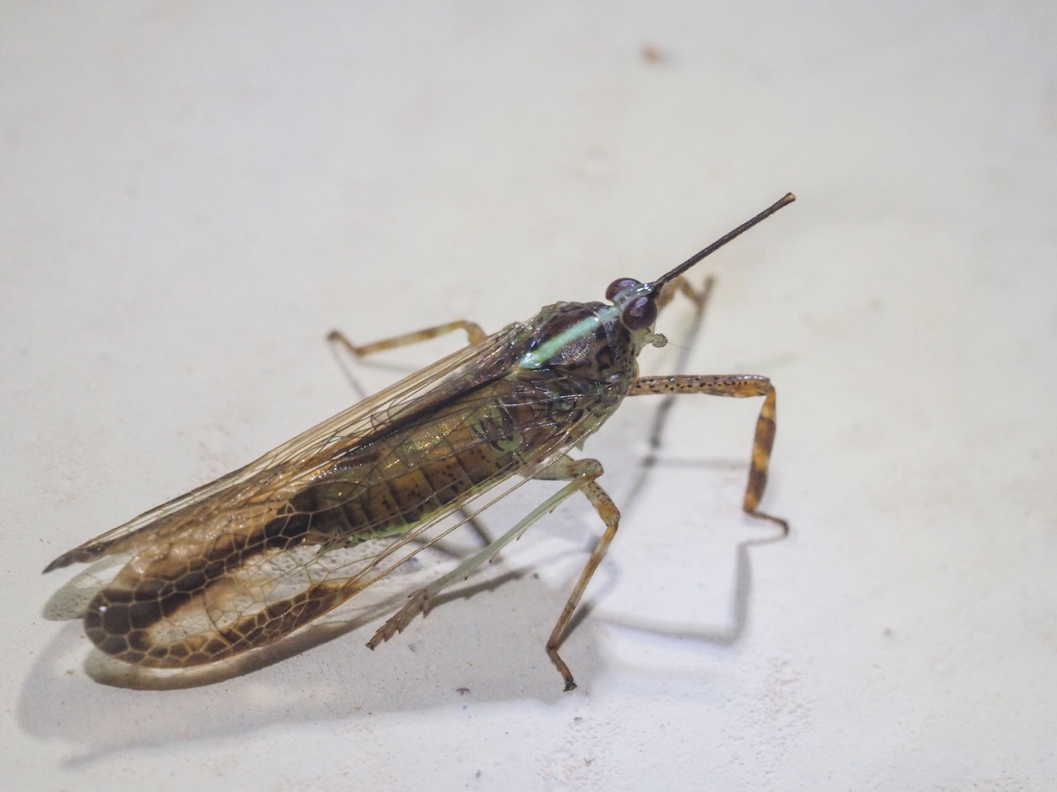 Réf. 255613 — INSECTA > Homoptera > Dictyopharidae > Raphiophora sp ...