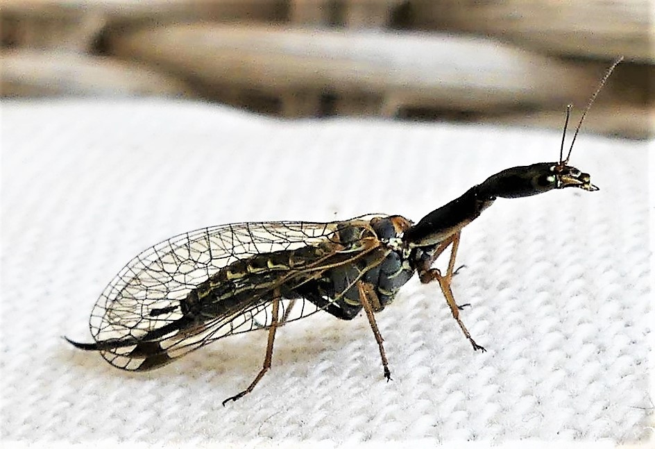 Réf. 255014 — INSECTA > Raphidioptera > Raphidiidae > Raphidia ...