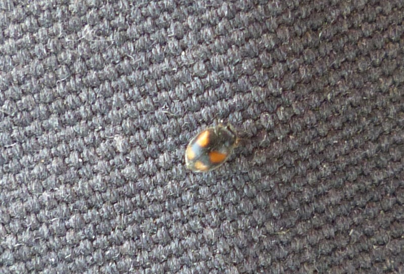 Réf. 255271 — INSECTA > Coleoptera > Coccinellidae > Nephus (Nephus ...