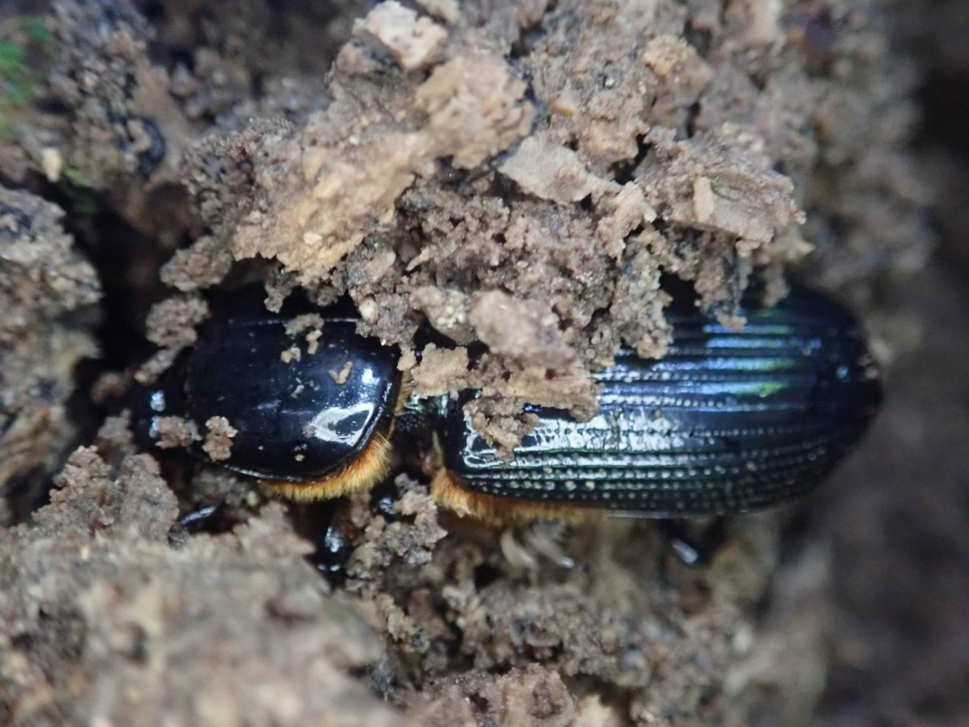 Passalus (Passalus) trinesides (Insecta, Coleoptera, Passalidae) - www ...