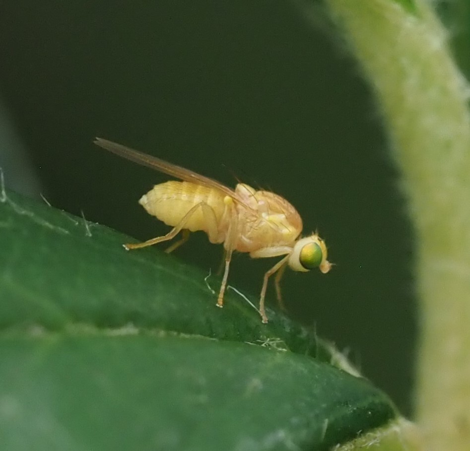 Réf. 256975 — INSECTA > Diptera > Chyromyidae > Chyromya sp. - www ...