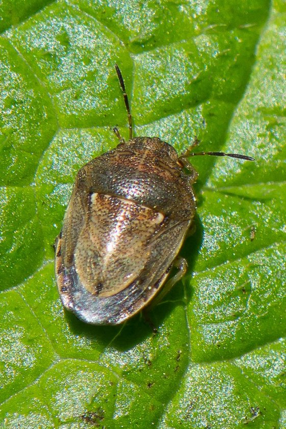 Réf. 256792 — INSECTA > Heteroptera > Pentatomidae > Neottiglossa ...