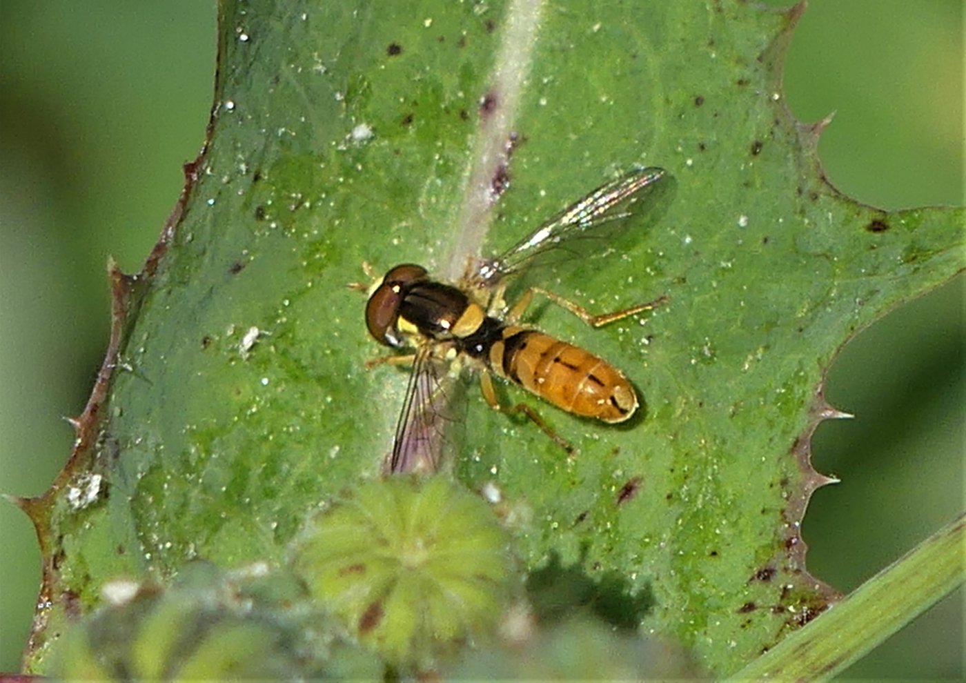 Réf. 256257 — INSECTA > Diptera > Syrphidae > Sphaerophoria rueppelli ...