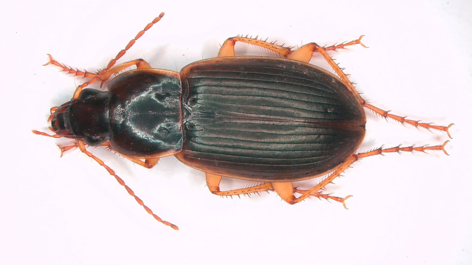Réf. 257767 — INSECTA > Coleoptera > Carabidae > Calathus (Bedelinus ...