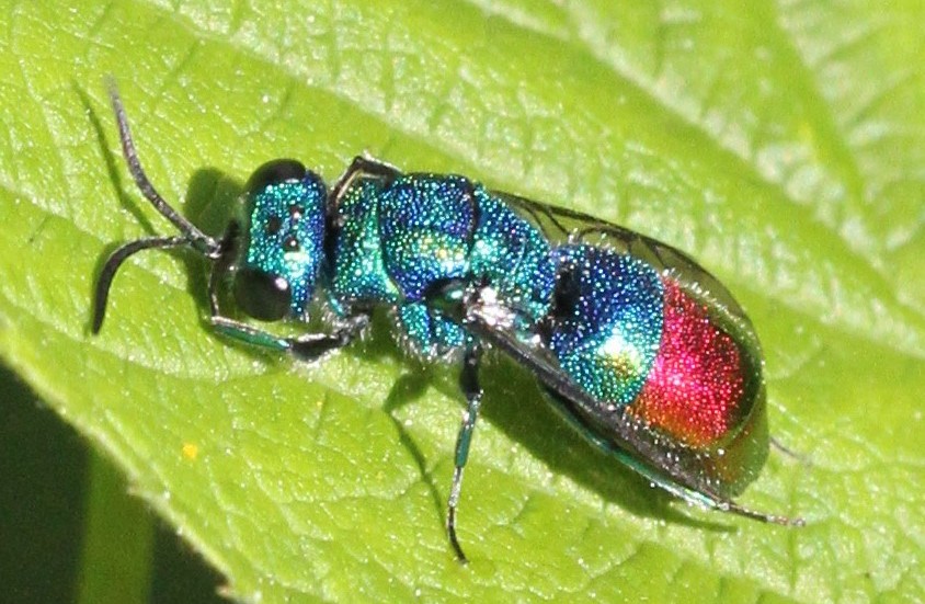 Réf. 257254 — INSECTA > Hymenoptera > Chrysididae > Chrysis fulgida ...