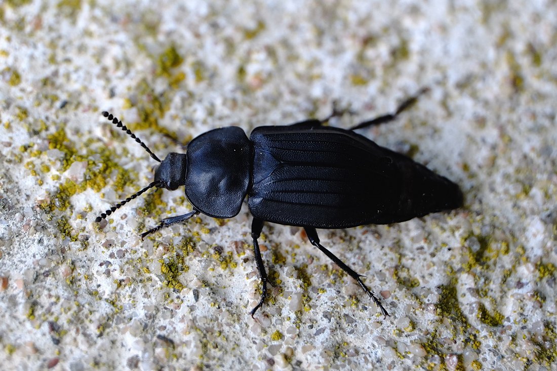 Réf. 257688 — INSECTA > Coleoptera > Silphidae > Silpha tristis - www ...