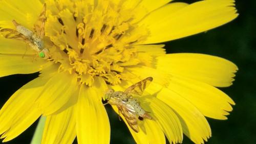 [Orellia falcata] diptère jaune extrémité de l'abdomen d'un jaune plus ...