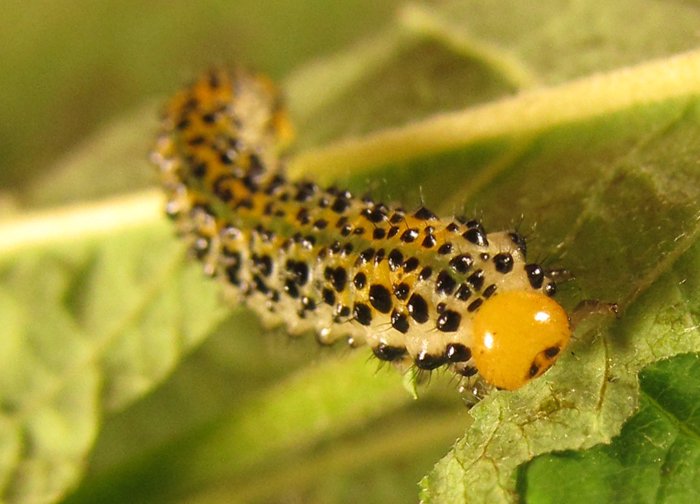 Réf. 258482 — INSECTA > Hymenoptera > Argidae > Arge ochropus - www ...