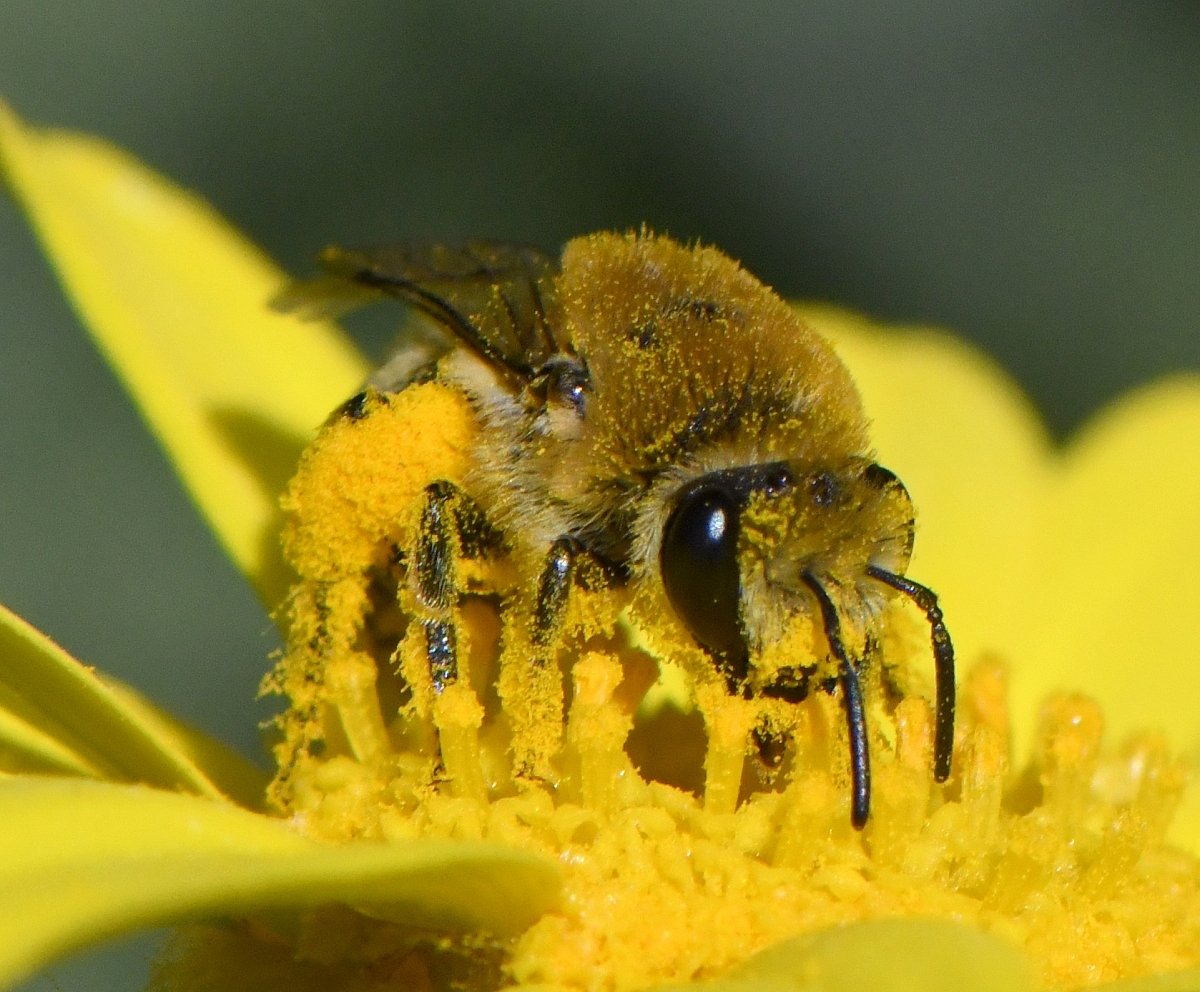 Réf. 258418 — INSECTA > Hymenoptera > Colletidae > Colletes sp. - www ...