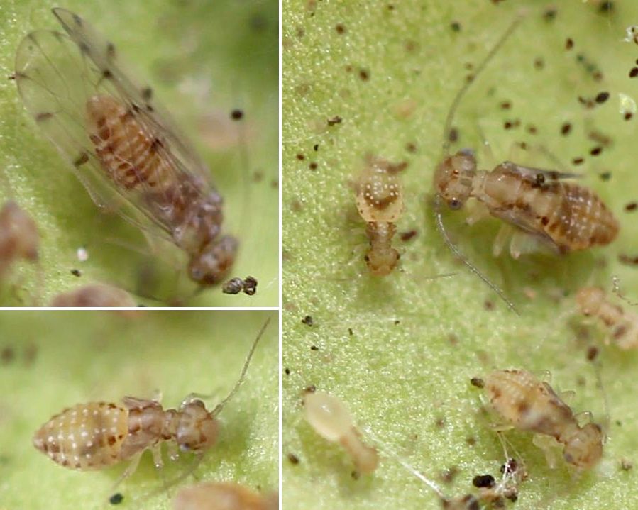 Réf. 258101 — INSECTA > Psocoptera > Ectopsocidae > Ectopsocus petersi ...