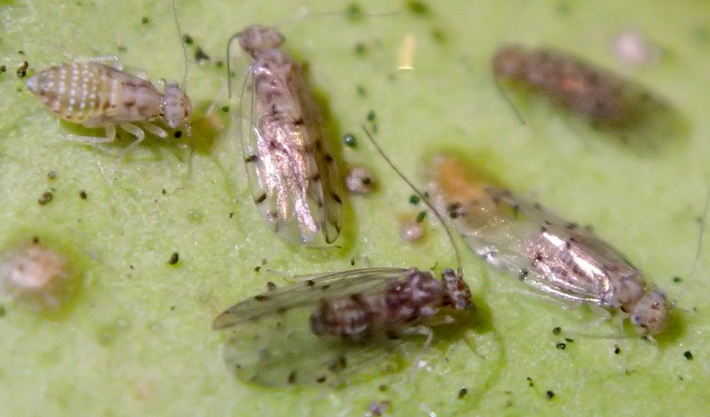 Réf. 258102 — INSECTA > Psocoptera > Ectopsocidae > Ectopsocus petersi ...