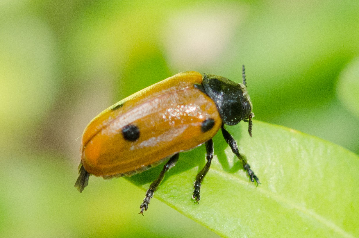 Réf. 259750 — INSECTA > Coleoptera > Chrysomelidae > Clytra (Clytra ...