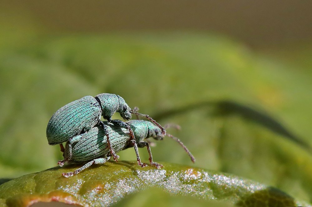 Réf. 259780 — INSECTA > Coleoptera > Curculionidae > Phyllobius sp ...