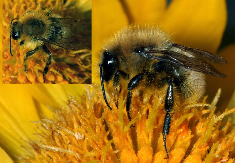 Réf. 26932 — INSECTA > Hymenoptera > Apidae > Bombus (Thoracobombus) sp ...