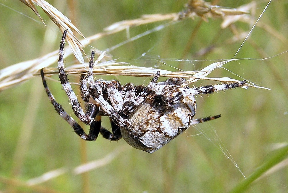 Réf. 26127 — ARACHNIDA > Araneae > Araneidae > Araneus grossus - www ...