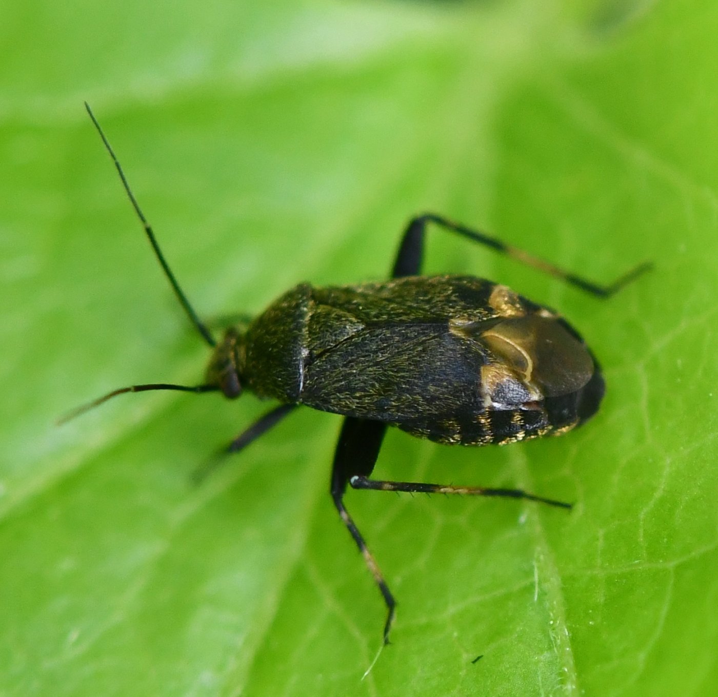 Réf. 260258 — INSECTA > Heteroptera > Miridae > Polymerus (Polymerus ...