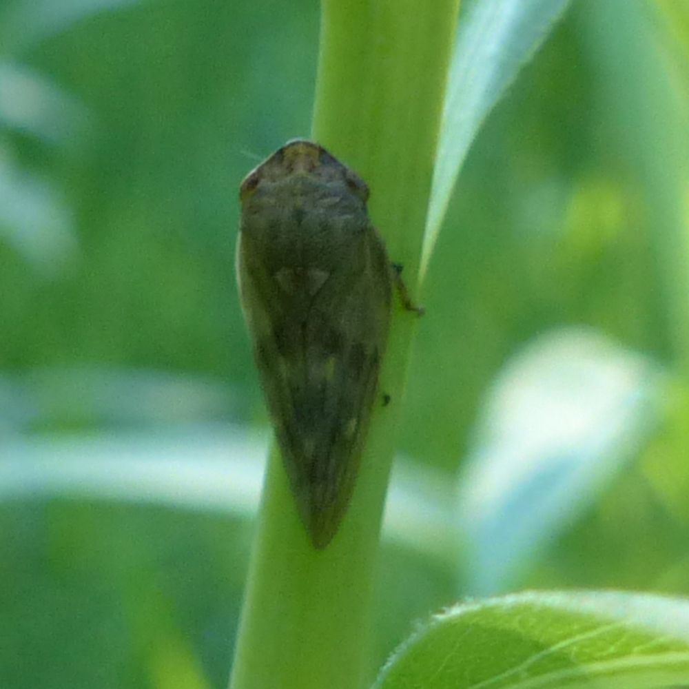 Réf. 260248 — INSECTA > Homoptera > Aphrophoridae > Aphrophora sp ...