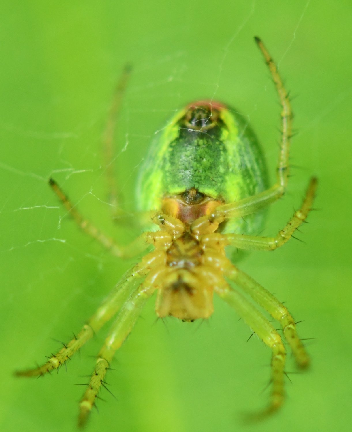 Réf. 260348 — ARACHNIDA > Araneae > Araneidae > Araniella opisthographa ...