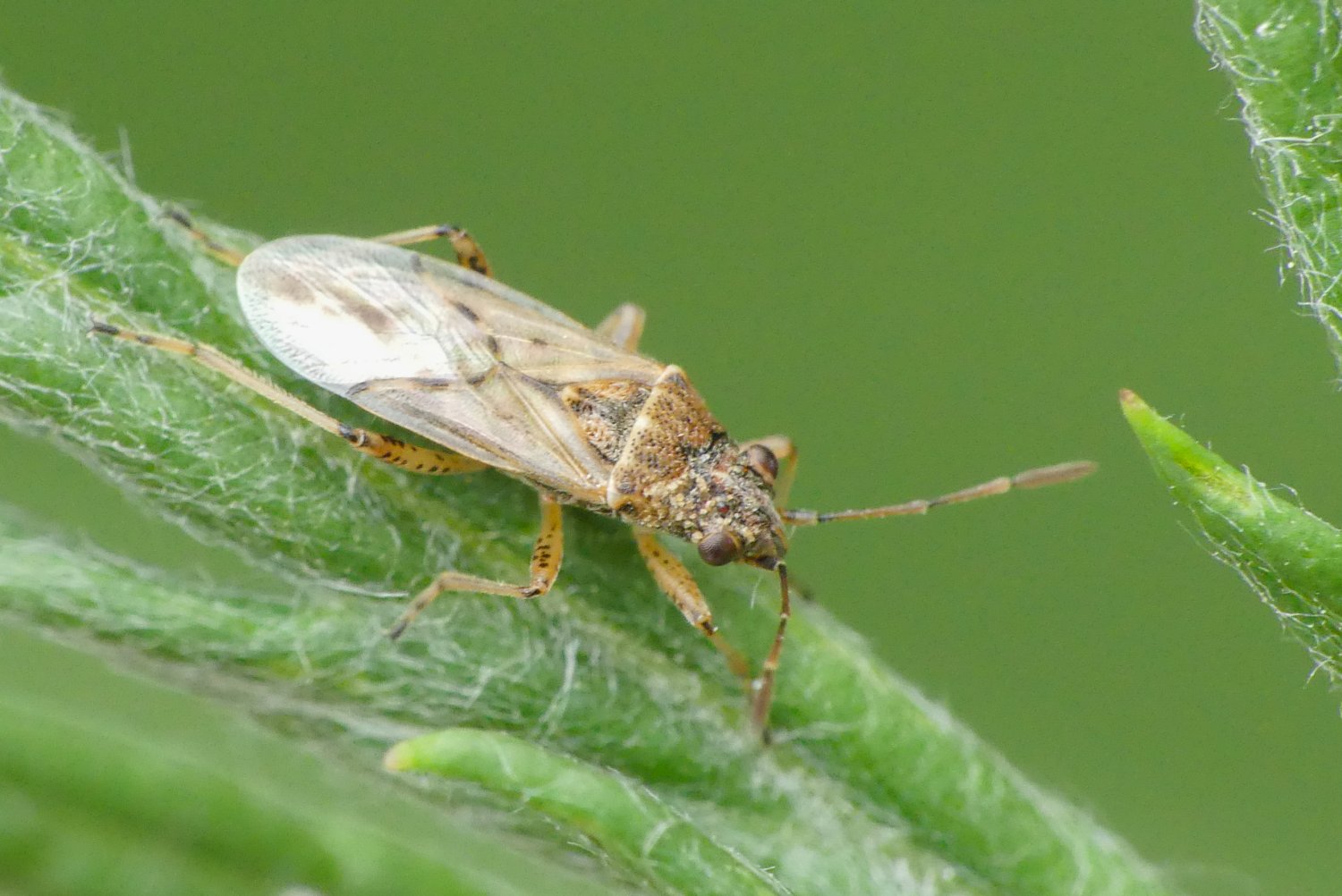 Réf. 260556 — INSECTA > Heteroptera > Lygaeidae > Nysius sp. - www ...