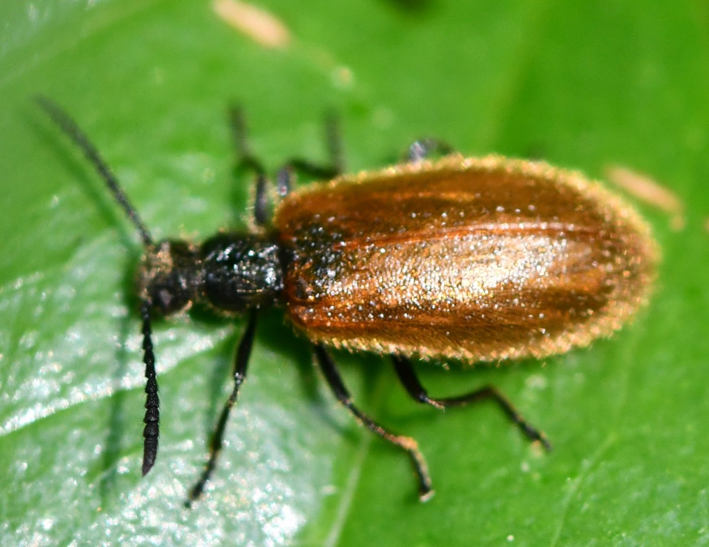 Réf. 261539 — INSECTA > Coleoptera > Tenebrionidae > Lagria (Lagria ...