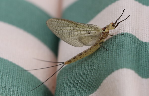 Réf. 261299 — INSECTA > Ephemeroptera > Ephemeridae > Ephemera lineata ...