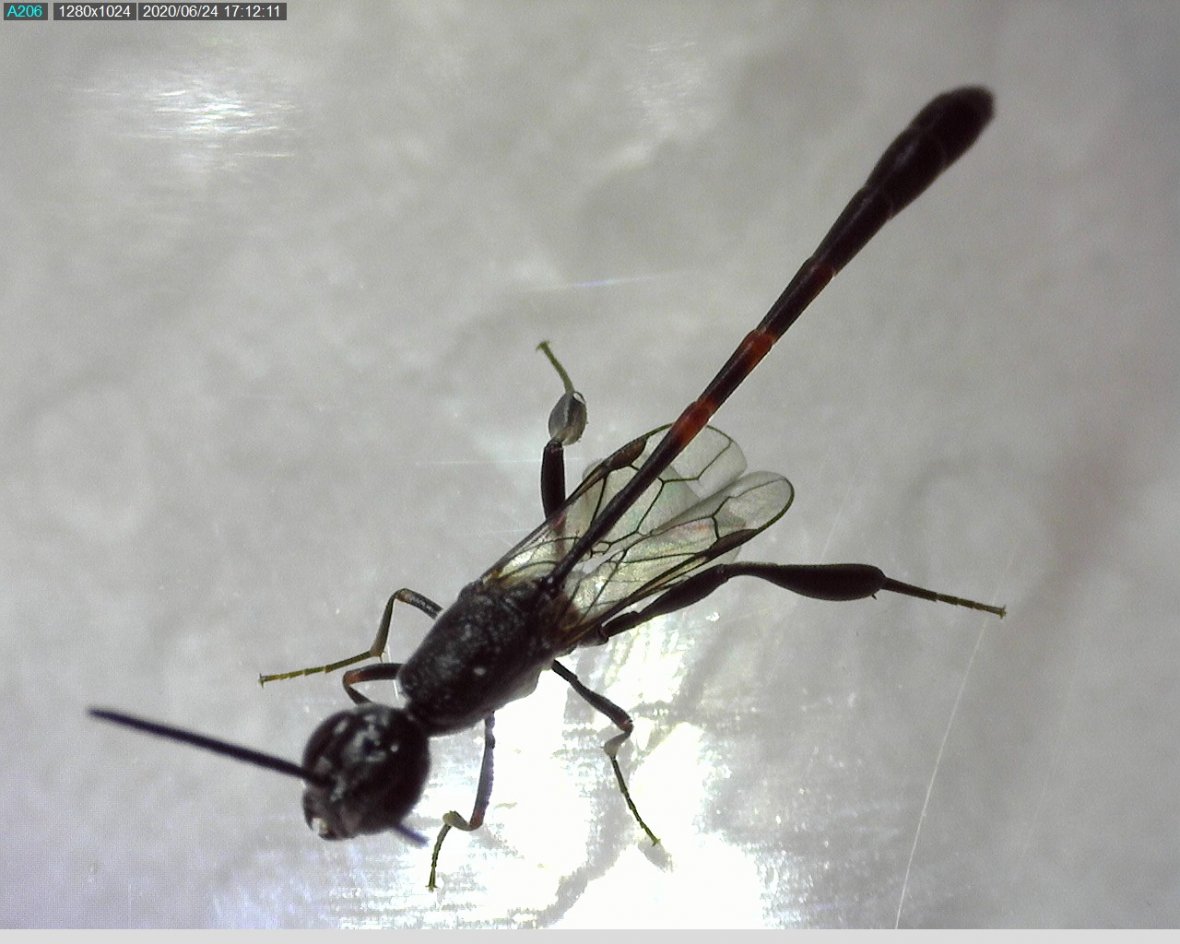 Réf. 261210 — INSECTA > Hymenoptera > Gasteruptiidae > Gasteruption sp ...