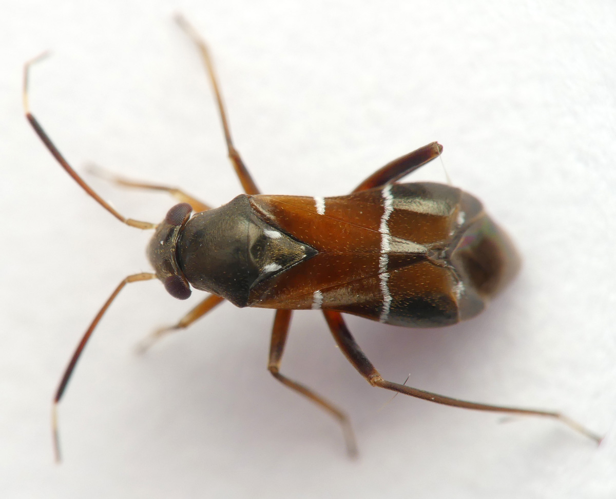 Réf. 261893 — INSECTA > Heteroptera > Miridae > Pilophorus perplexus ...