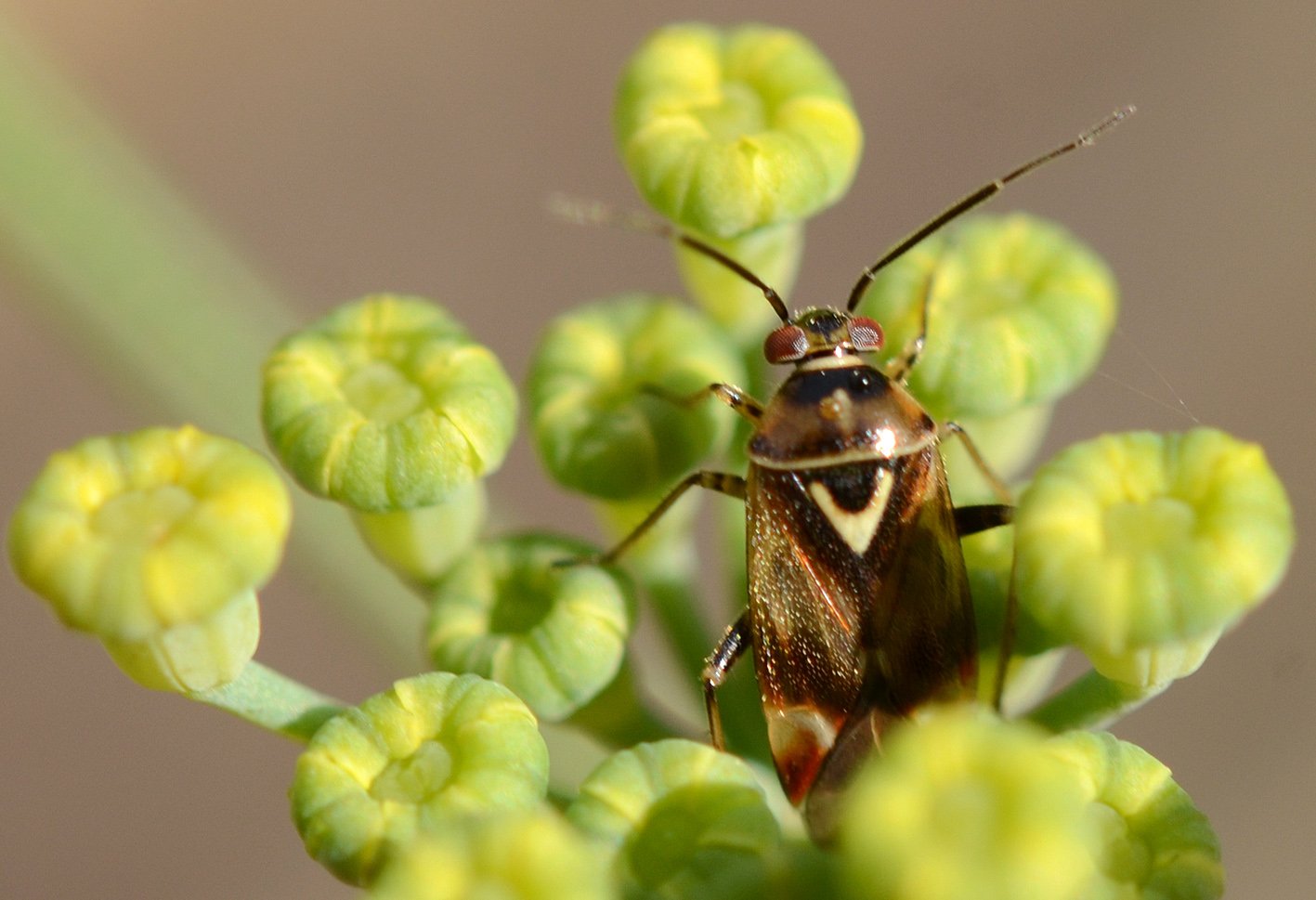Réf. 261310 — INSECTA > Heteroptera > Miridae > Orthops sp. - www ...