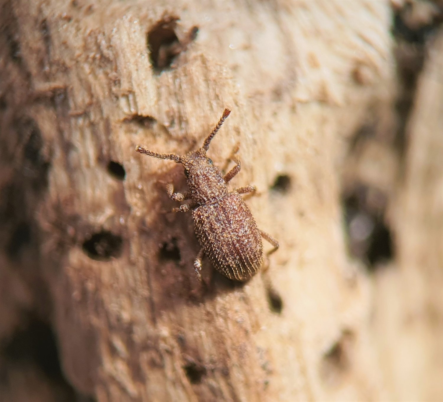 Réf. 261668 — INSECTA > Coleoptera > Zopheridae > Rhopalocerus rondanii ...