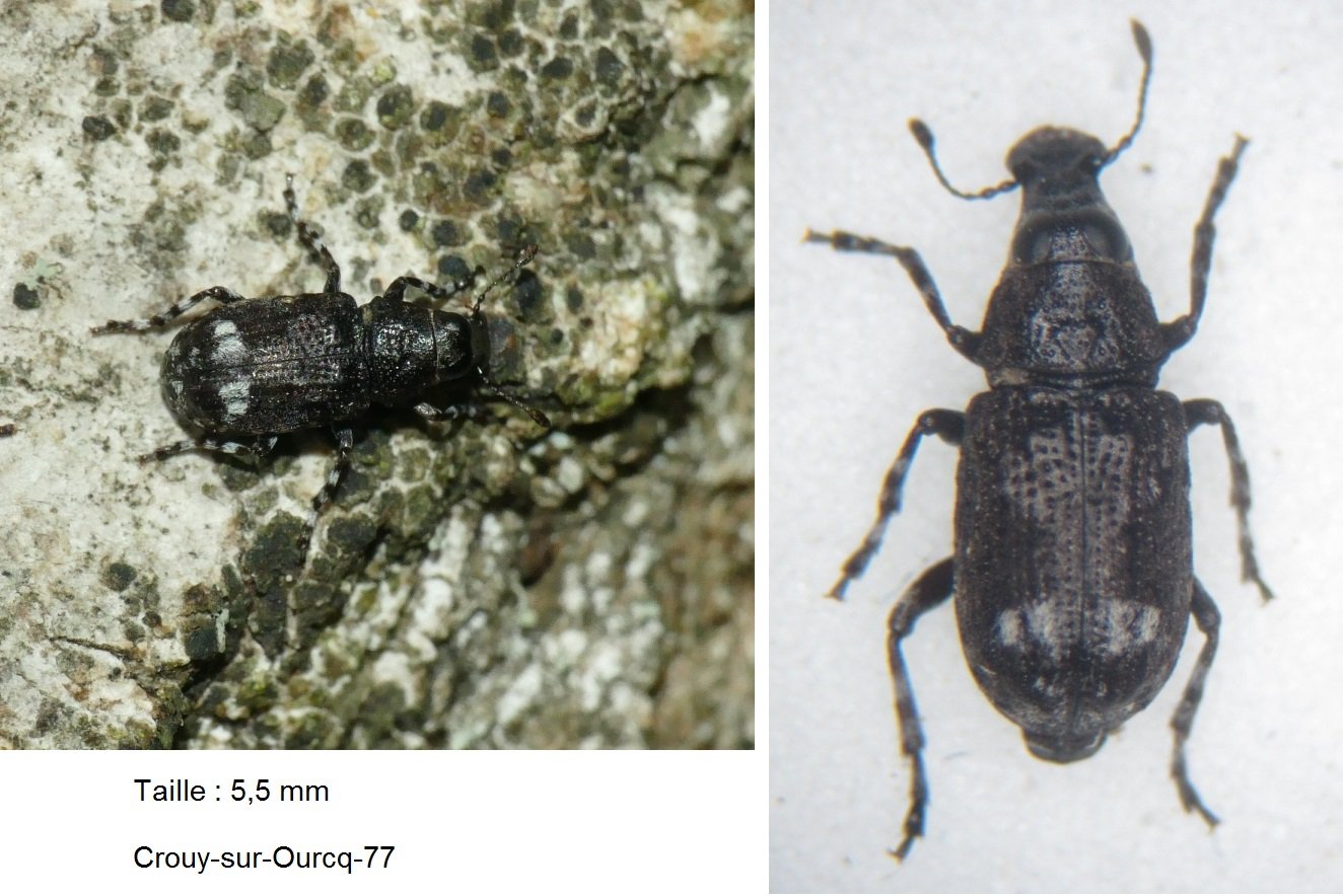 Réf. 262016 — INSECTA > Coleoptera > Anthribidae > Tropideres ...