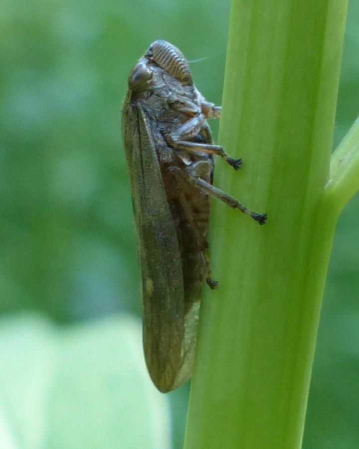 Réf. 262687 — INSECTA > Homoptera > Aphrophoridae > Aphrophora sp ...