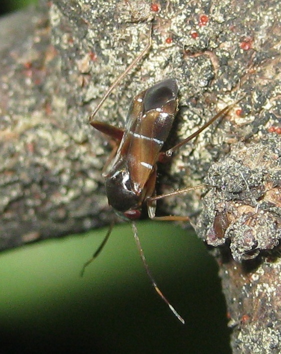 Réf. 262616 — INSECTA > Heteroptera > Miridae > Pilophorus perplexus ...